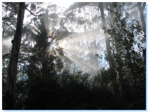 Bunyip State Forest 2007