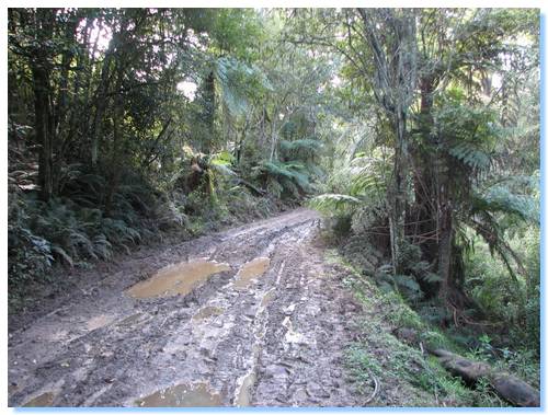 Moonlight Track 2006